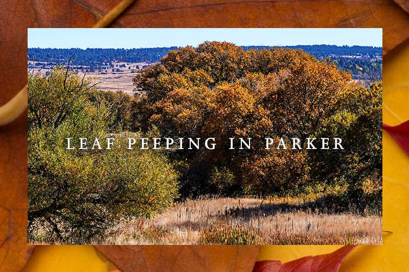Leaf Peeping in and Around Parker, CO | LG Blog
